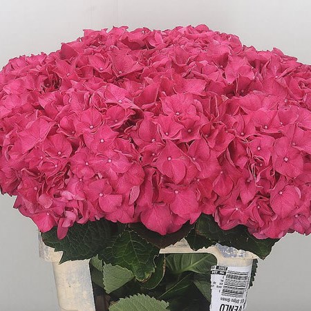 Hydrangea Rodeo Pink 50cm | Wholesale Dutch Flowers & Florist Supplies UK