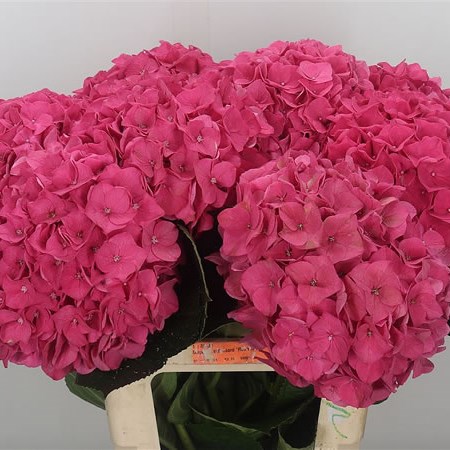 Hydrangea Rodeo Pink 65cm | Wholesale Dutch Flowers & Florist Supplies UK