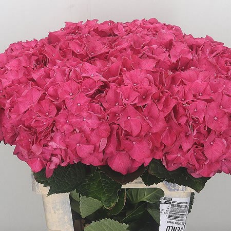 Hydrangea Rodeo Pink 75cm | Wholesale Dutch Flowers & Florist Supplies UK