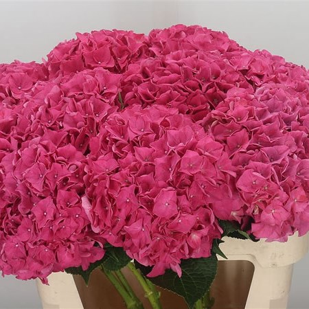 Hydrangea Rodeo Pink 80cm | Wholesale Dutch Flowers & Florist Supplies UK