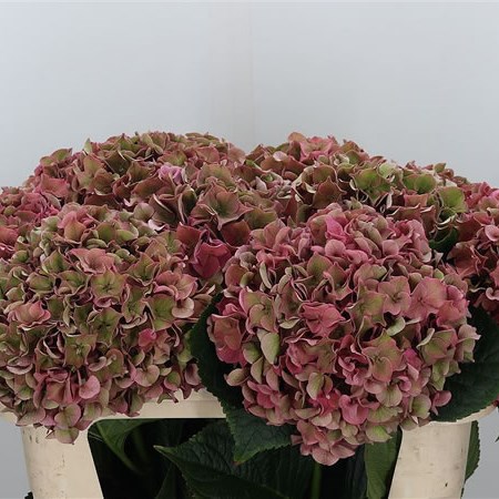 Hydrangea Rodeo Pink Classic 70cm | Wholesale Dutch Flowers & Florist ...