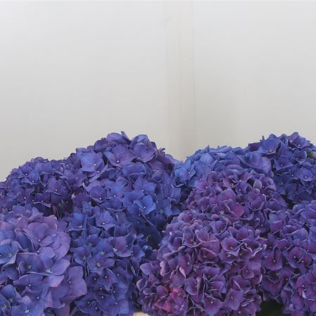 Hydrangea Rodeo Purple 50cm | Wholesale Dutch Flowers & Florist Supplies UK