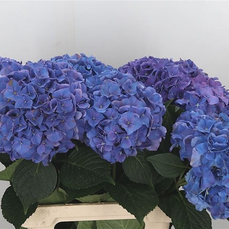 Hydrangea Rodeo Purple 65cm | Wholesale Dutch Flowers & Florist Supplies UK