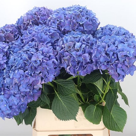 Hydrangea Rodeo Spray Lilac/Purple 90cm | Wholesale Dutch Flowers ...