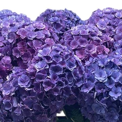 Hydrangea Royal Anastasia Blue 80cm | Wholesale Dutch Flowers & Florist ...
