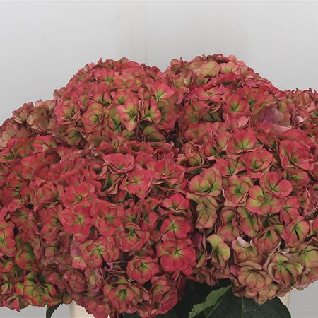 Hydrangea Royal Anastasia Classic 60cm | Wholesale Dutch Flowers ...