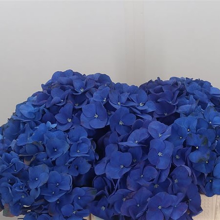 Hydrangea Royal Anne 40cm | Wholesale Dutch Flowers & Florist Supplies UK