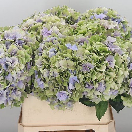 Hydrangea Royal Benefit Classic 80cm | Wholesale Dutch Flowers ...