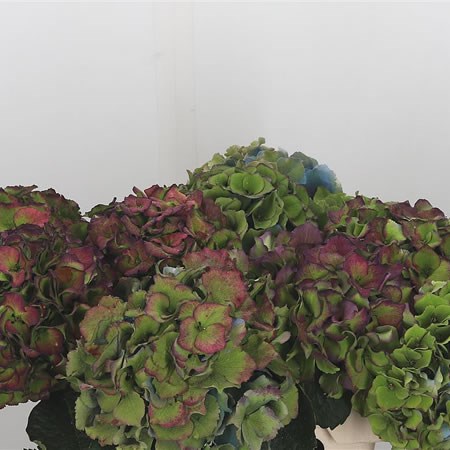 Hydrangea Royal Palace Classic 60cm | Wholesale Dutch Flowers & Florist ...