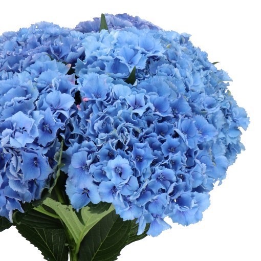 Hydrangea Royal Parade 65cm | Wholesale Dutch Flowers & Florist Supplies UK