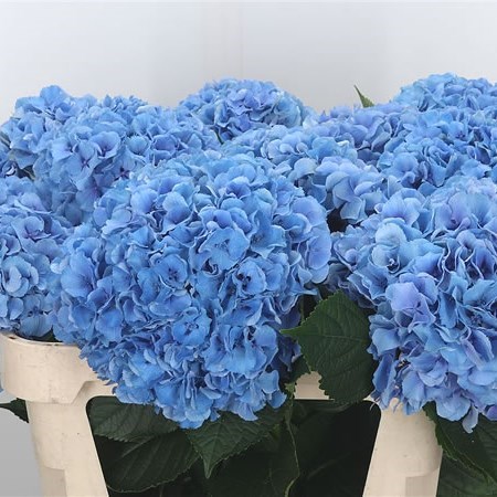 Hydrangea Royal Pride 80cm | Wholesale Dutch Flowers & Florist Supplies UK