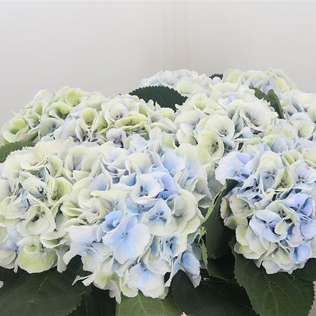 Hydrangea Royal Surprice Classic 55cm | Wholesale Dutch Flowers ...