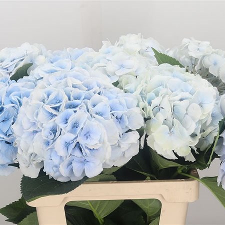 Hydrangea Royal Surprise 60cm | Wholesale Dutch Flowers & Florist ...
