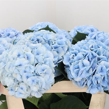 Hydrangea Royal Surprise 75cm | Wholesale Dutch Flowers & Florist ...