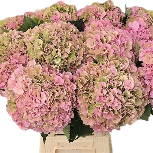 Hydrangea Royal Symphonie Classic 60cm | Wholesale Dutch Flowers ...