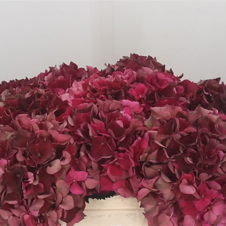 Hydrangea Rubyred Classic 50cm | Wholesale Dutch Flowers & Florist ...