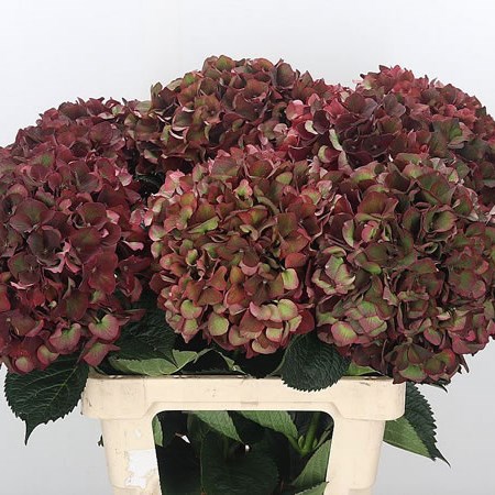 Hydrangea Rubyred Classic 60cm | Wholesale Dutch Flowers & Florist ...