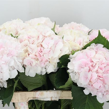 Hydrangea Sweet Verena 50cm | Wholesale Dutch Flowers & Florist Supplies UK