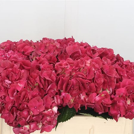 Hydrangea Trophy Red 50cm | Wholesale Dutch Flowers & Florist Supplies UK