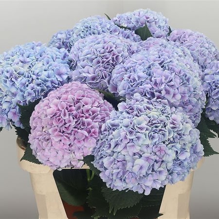 Hydrangea Vendetta 80cm | Wholesale Dutch Flowers & Florist Supplies UK