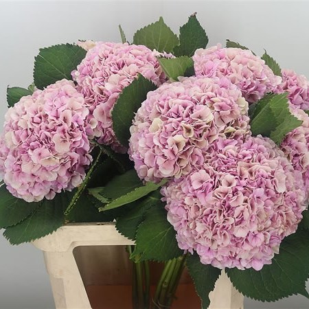 Hydrangea Vendetta Classic Pink 80cm | Wholesale Dutch Flowers ...