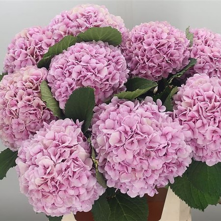 Hydrangea Vendetta Pink 80cm | Wholesale Dutch Flowers & Florist ...