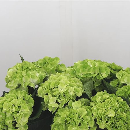 Hydrangea Verdi Mint Green 50cm | Wholesale Dutch Flowers & Florist ...