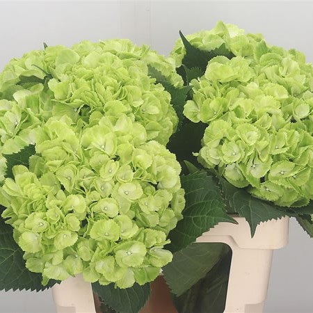 Hydrangea Verdi Mint Green 60cm | Wholesale Dutch Flowers & Florist ...