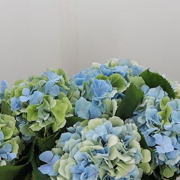 Hydrangea Verena Blue/Green 50cm | Wholesale Dutch Flowers & Florist ...