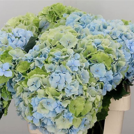 Hydrangea Verena Blue/Green 60cm | Wholesale Dutch Flowers & Florist ...