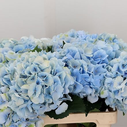 Hydrangea Verena Blue/Green 65cm | Wholesale Dutch Flowers & Florist ...