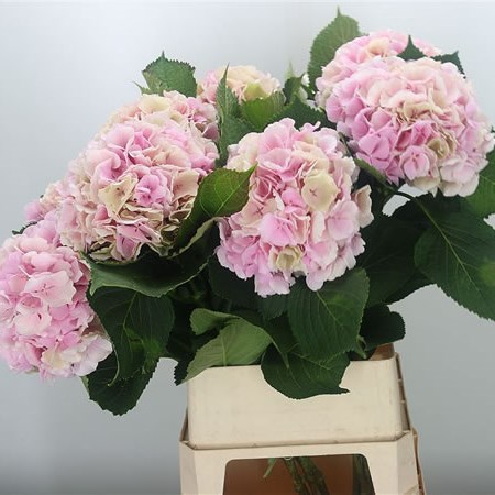 Hydrangea Verena Classic Champagne 100cm | Wholesale Dutch Flowers ...