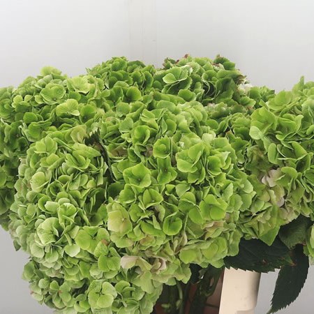 Hydrangea Verena Classic Green 75cm | Wholesale Dutch Flowers & Florist ...