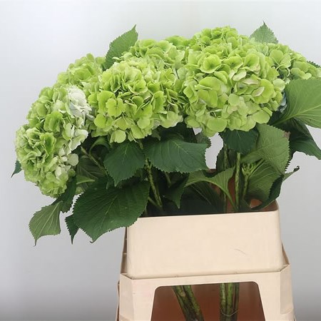 Hydrangea Verena Classic Green 90cm | Wholesale Dutch Flowers & Florist ...
