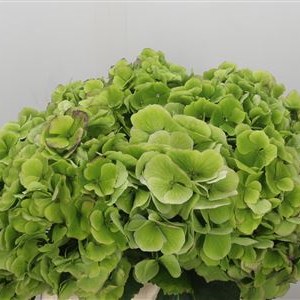 Hydrangea Verena Green Classic 40cm | Wholesale Dutch Flowers & Florist ...