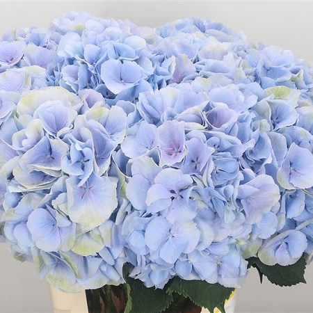 Hydrangea Verena Light Blue 70cm | Wholesale Dutch Flowers & Florist ...