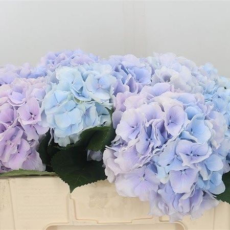 Hydrangea Verena Pastel 40cm | Wholesale Dutch Flowers & Florist ...