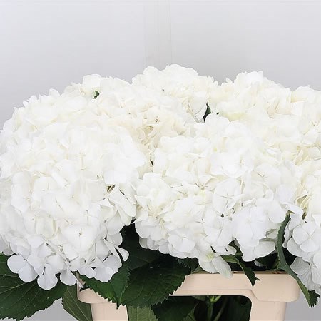 Hydrangea Verena White 65cm | Wholesale Dutch Flowers & Florist Supplies UK