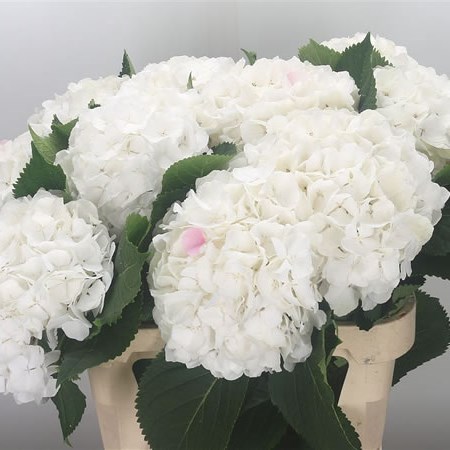 Hydrangea Verena White 80cm | Wholesale Dutch Flowers & Florist Supplies UK