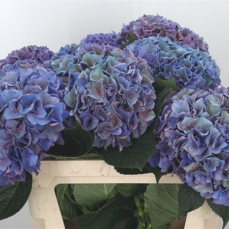 Hydrangeal Rodeo Purple Classic 75cm | Wholesale Dutch Flowers ...