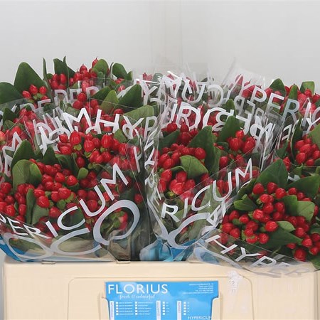 Hypericum Coco Diablo 50cm | Wholesale Dutch Flowers & Florist Supplies UK