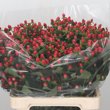 Hypericum Coco Fiesta (Spray) 65cm | Wholesale Dutch Flowers & Florist ...