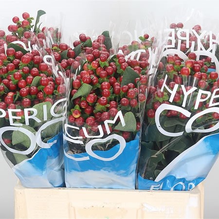 Hypericum Coco Grando 60cm | Wholesale Dutch Flowers & Florist Supplies UK