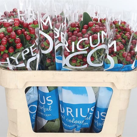 Hypericum Coco Grando 70cm | Wholesale Dutch Flowers & Florist Supplies UK