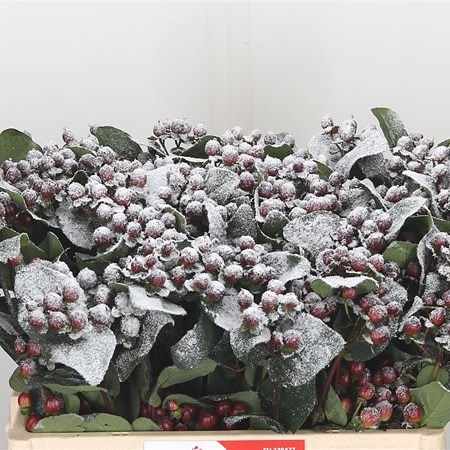 Hypericum Coco Montana + Snow | Wholesale Dutch Flowers & Florist Supplies UK