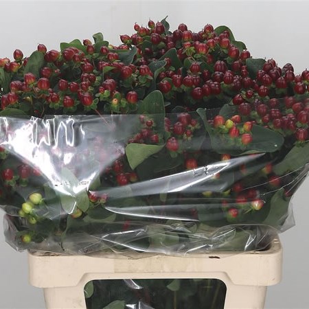Hypericum Coco Montana (Spray) 65cm | Wholesale Dutch Flowers & Florist Supplies UK