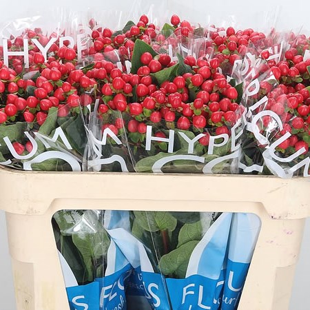 Hypericum Coco Rio 70cm | Wholesale Dutch Flowers & Florist Supplies UK