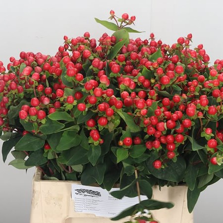Hypericum Coco Rio (Spray) 40cm | Wholesale Dutch Flowers & Florist ...