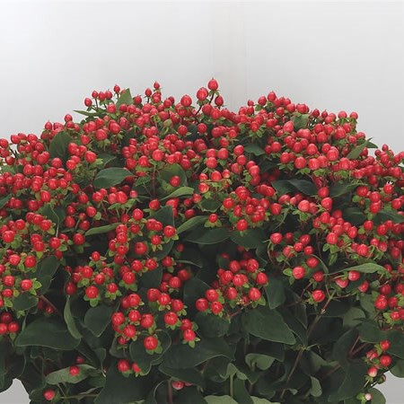 Hypericum Coco Rio (Spray) 65cm | Wholesale Dutch Flowers & Florist ...