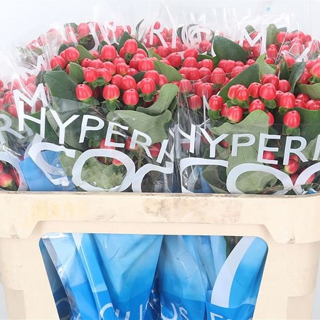 Hypericum Coco Tango 70cm | Wholesale Dutch Flowers & Florist Supplies UK